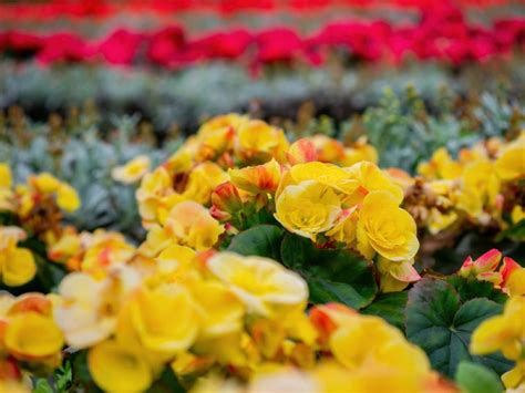 Wax Begonia Vs Tuberous Begonia Key Differences Explained Foliage