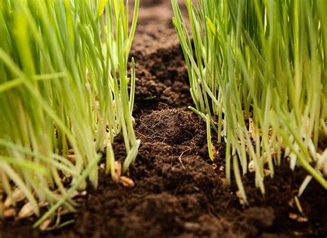 Understanding The Soil Types In Victoria