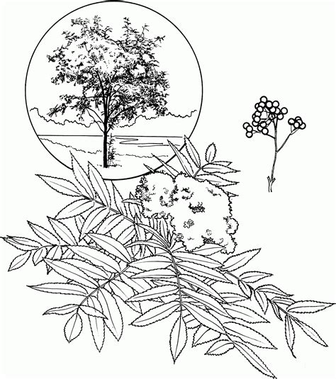 American Mountain Ash Coloring Page  Tree Drawing My Xxx Hot Girl