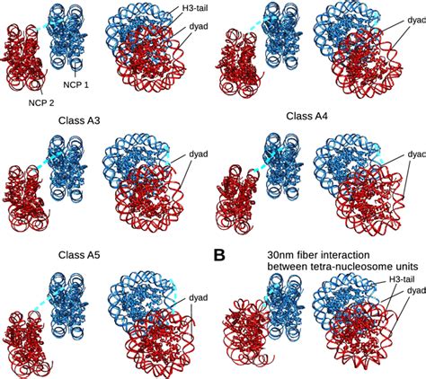 Molecular Model Showing Long Range Ncp Interactions A Comparison Of