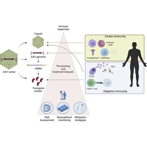 Immunogenicity Assessment Of Aav Based Gene Therapies An Iq Consortium