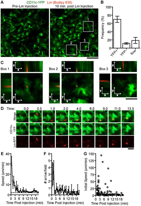 Systemic Lm Rapidly Associates With Sinusoidal Dc In The Spleen Rp 107