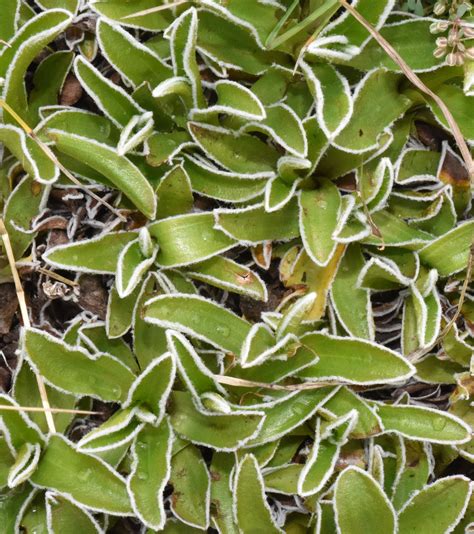 Helichrysum Marginatum Dc Plants Of The World Online Kew Science