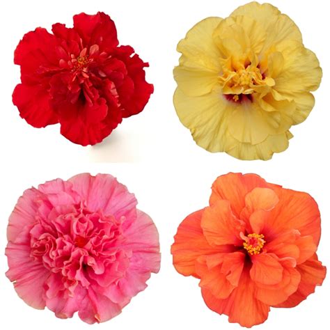 Double Hibiscus Pohlmans The Plant People Phone 07 5462 0477