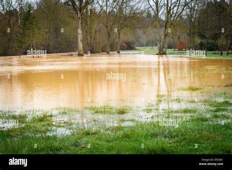 Flooding In A Forest Stock Photo Alamy