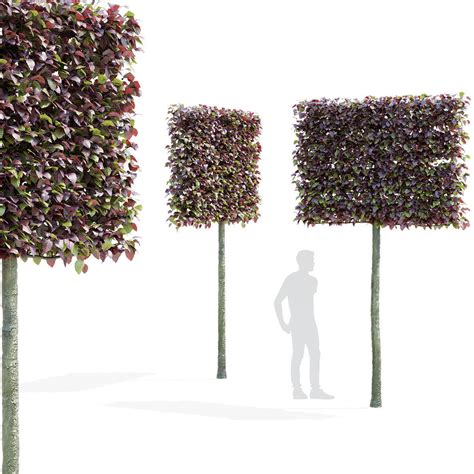 Fagus Sylvatica Purpurea Pleached 3d Model Cgtrader