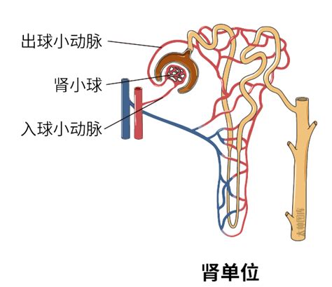 肾单位 医学插画