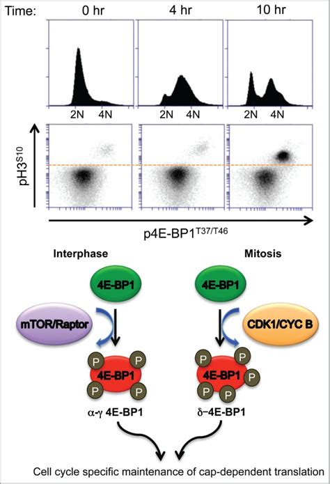 Mitotic 4e Bp1 Hyperphosphorylation And Cap Dependent Translation Pmc
