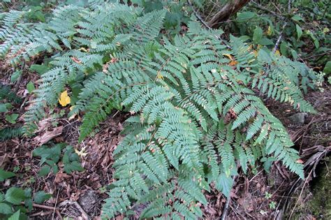 Bracken Ferns Begin To Open Black Oaks Sprout New Leaves San Diego