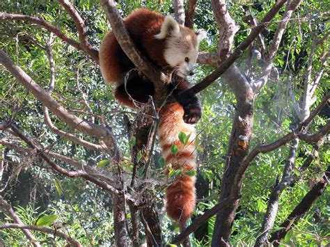 Red Panda Kingdom Animalia Phylum Chordata Class Mammal Flickr