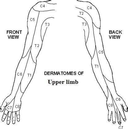 Dermatome Upper Limb Knowledge Of Physiotherapy Bangladesh