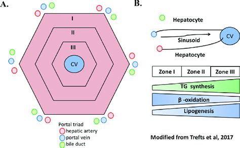Hepatic Lobule