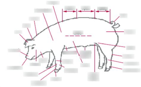 Swine Anatomy Diagram