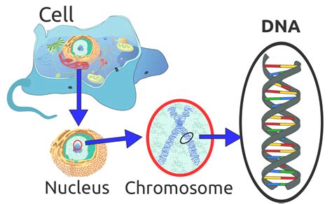 What Are The Polymers Of Nucleic Acids Science Trends