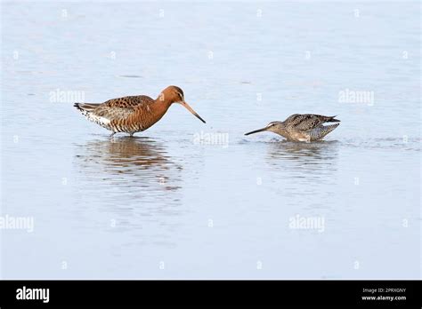 Long Billed Dowitcher Limnodromus Scolopaceus Fighting With Black