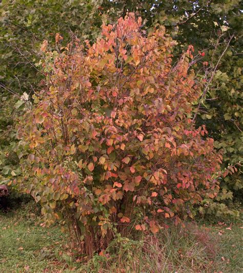 Hazelnut Corylus Americana Keystone Flora