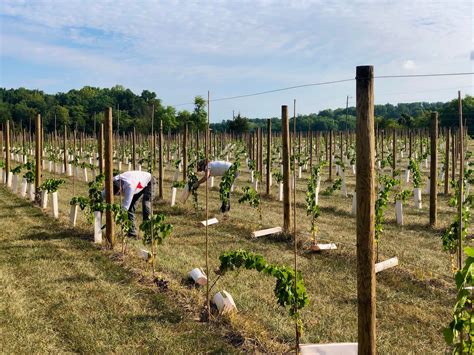 Brightland Orchard And Vineyard