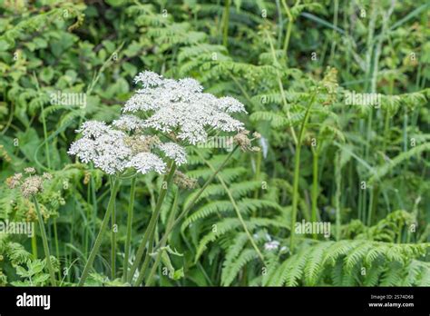 Flowering Heads Of Umbellifer Known As Hogweed Cow Parsnip