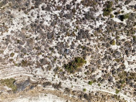 Skeleton Weed Identification And Mapping Sensorem