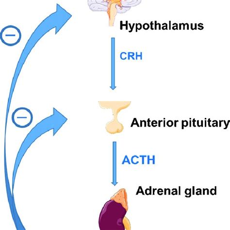 Regulation Through Cortisol Mediated Negative Feedback Of The