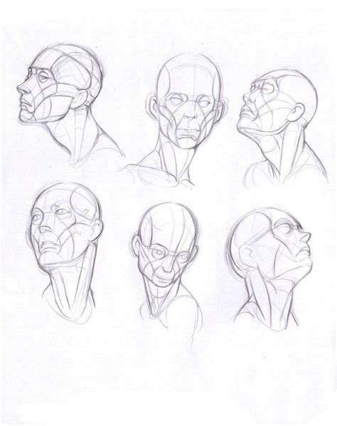 Face Anatomy Drawing Tutorial At Debra Bess Blog