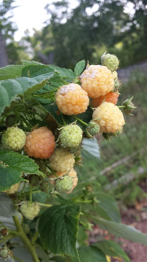 Wild Yellow Raspberries