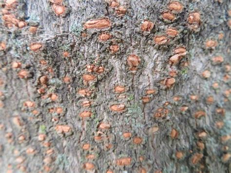 Warburgia Salutaris Pepperbark Tree Peperbasboom