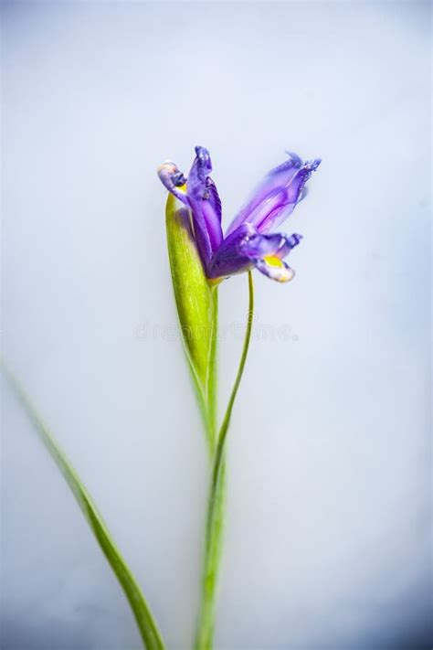 Purple Iris Flower In Bath With White Water Stock Image Image Of Dark Gentle 213525937