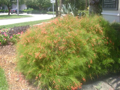 Buy Firecracker In Orlando Florida Lake Mary Kissimmee Sanford