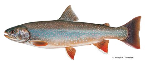 Dolly Varden Western Native Trout Initiative