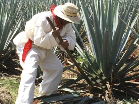 Clase Azul Ahumado Blanco Hedonism Wines