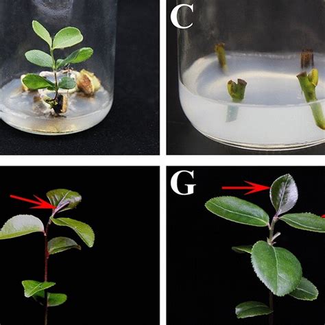 Leaf Selection And Treatment Of In Vitro Growth Seedlings Of C Download Scientific Diagram