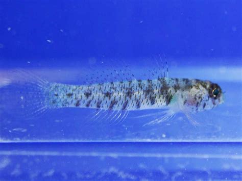 Incidentalに紛れ込んだハゼ 海水魚が好き！ 楽天ブログ