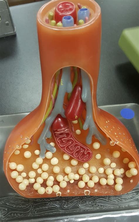 Synaptic Terminal Model Diagram Quizlet