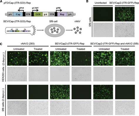 A Recombinant Baculovirus Efficiently Generates Recombinant Adeno Associated Virus Vectors In