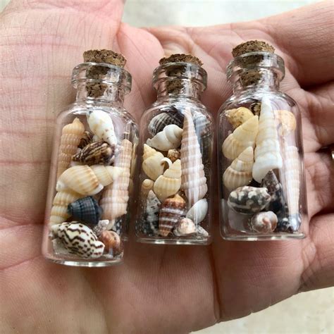 Mini Glass Jars With Tiny Sea Shells In 2025 Mini Glass Jars Shell Crafts Diy Seashell Crafts