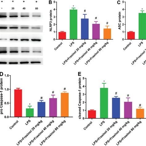 Fraxinol Ameliorates Lps Induced Raw2647 Cell Inflammation And Download Scientific Diagram