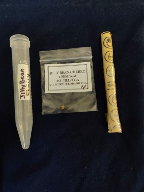 Jilly Bean Cherry Mz Jill Grow Journal By Fotwenny Growdiaries