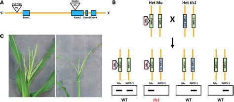 Allelism Test For Candidate Gene Validation A Locations Of Mutator