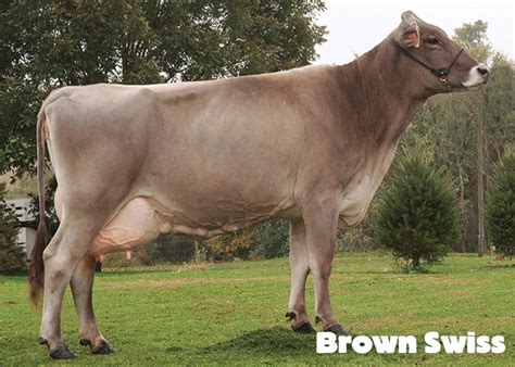 Brown Cow Breeds