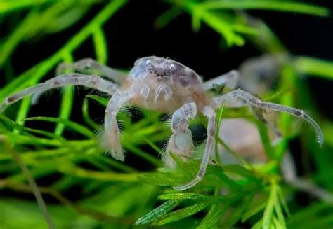 Thai Micro Crab The Complete Care Guide