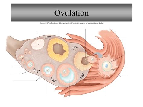 Ovulation Diagram Diagram Quizlet