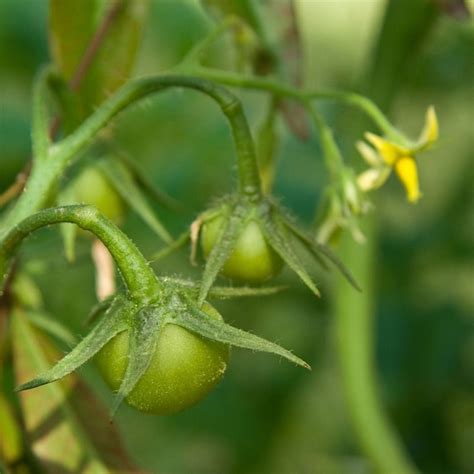 Tomato Candy Making Etsy