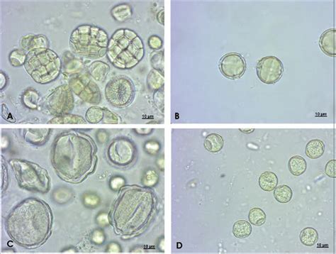 5 Pollen Types Found In Pot Pollen Samples A Acacia Sp B Download Scientific Diagram