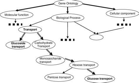 Partial Gene Ontology Hierarchy Describing The Ancestors Of Terms Download Scientific Diagram