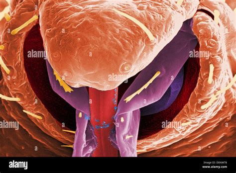 This Highly Magnified Digitally Colorized Scanning Electron Micrograph