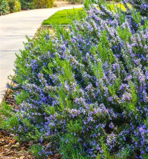 Tuscan Blue Rosemary Starter Plants Fragrant Herb And Shrub