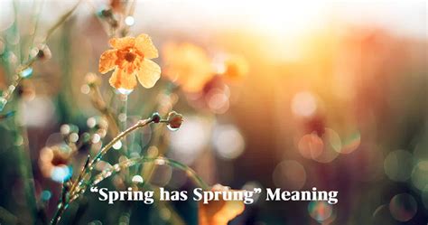 What Is The Spiritual Meaning Of Spring Mysticsense