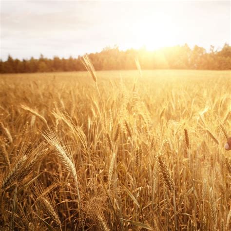 Lugnasad 1er Août Rituels Article De Blog Féeminitude