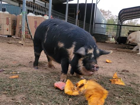 Flyinf Farm Henderson Tx